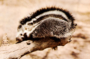 ആനയെ വരെ കൊല്ലും ഈ ഇത്തിരികുഞ്ഞൻ | NowNext